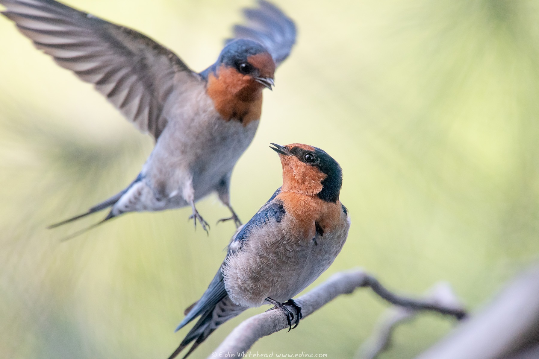 New Zealand Forest Birds - Ngā manu o Aotearoa - Edin Whitehead