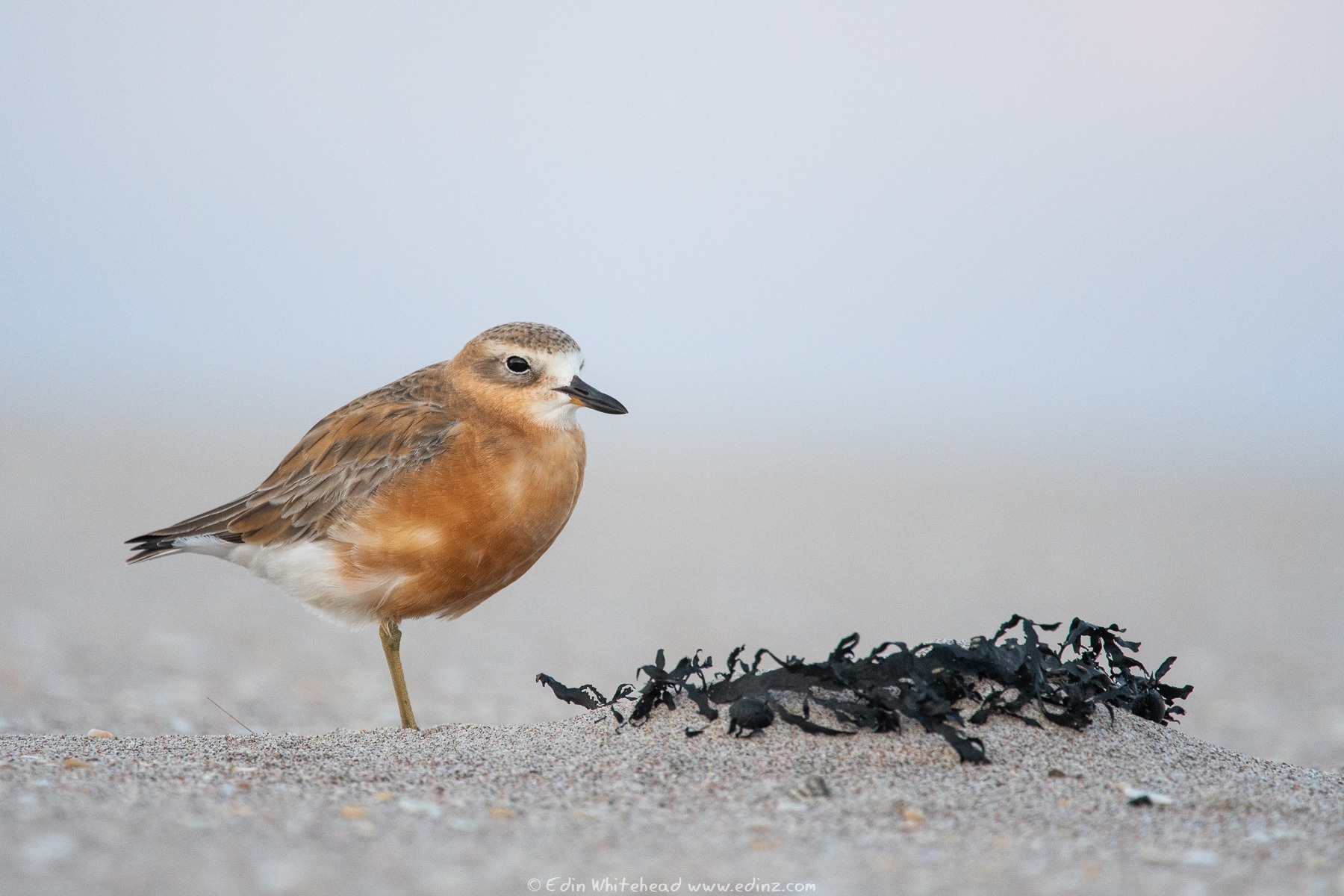 Water and shorebirds of Aotearoa New Zealand – Edin Whitehead