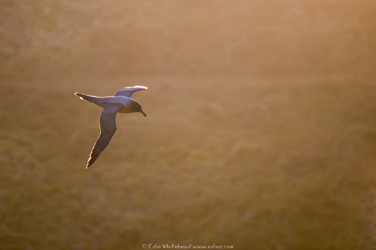 First Light, Last Light - Edin Whitehead